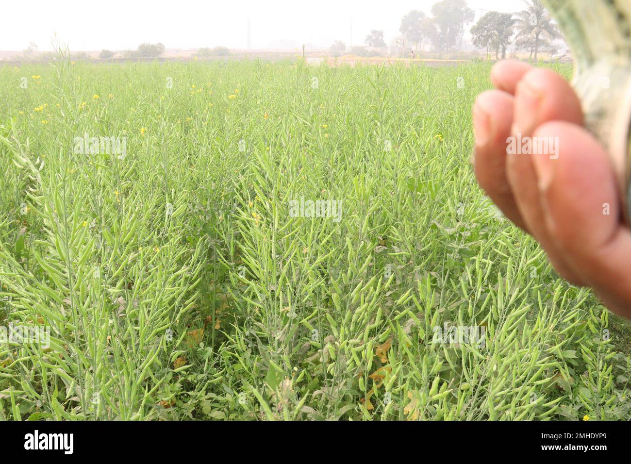 Money crops hi-res stock photography and images - Alamy