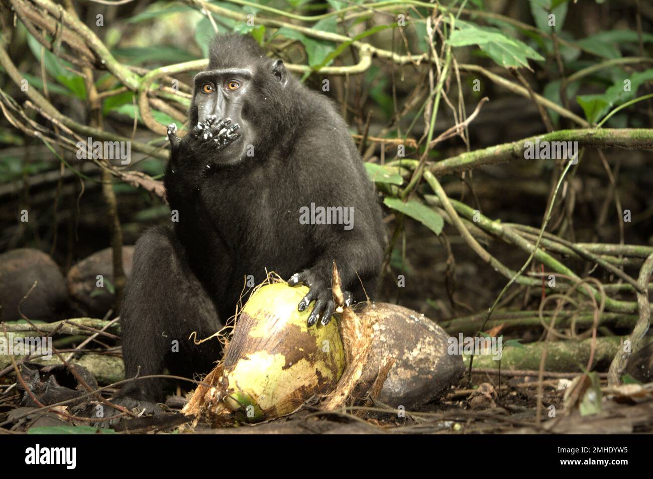 A Sulawesi black-crested macaque (Macaca nigra) is feeding on coconut ...