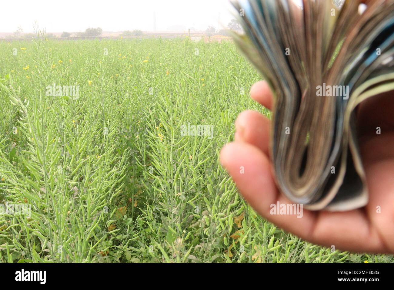 Money crops hi-res stock photography and images - Alamy