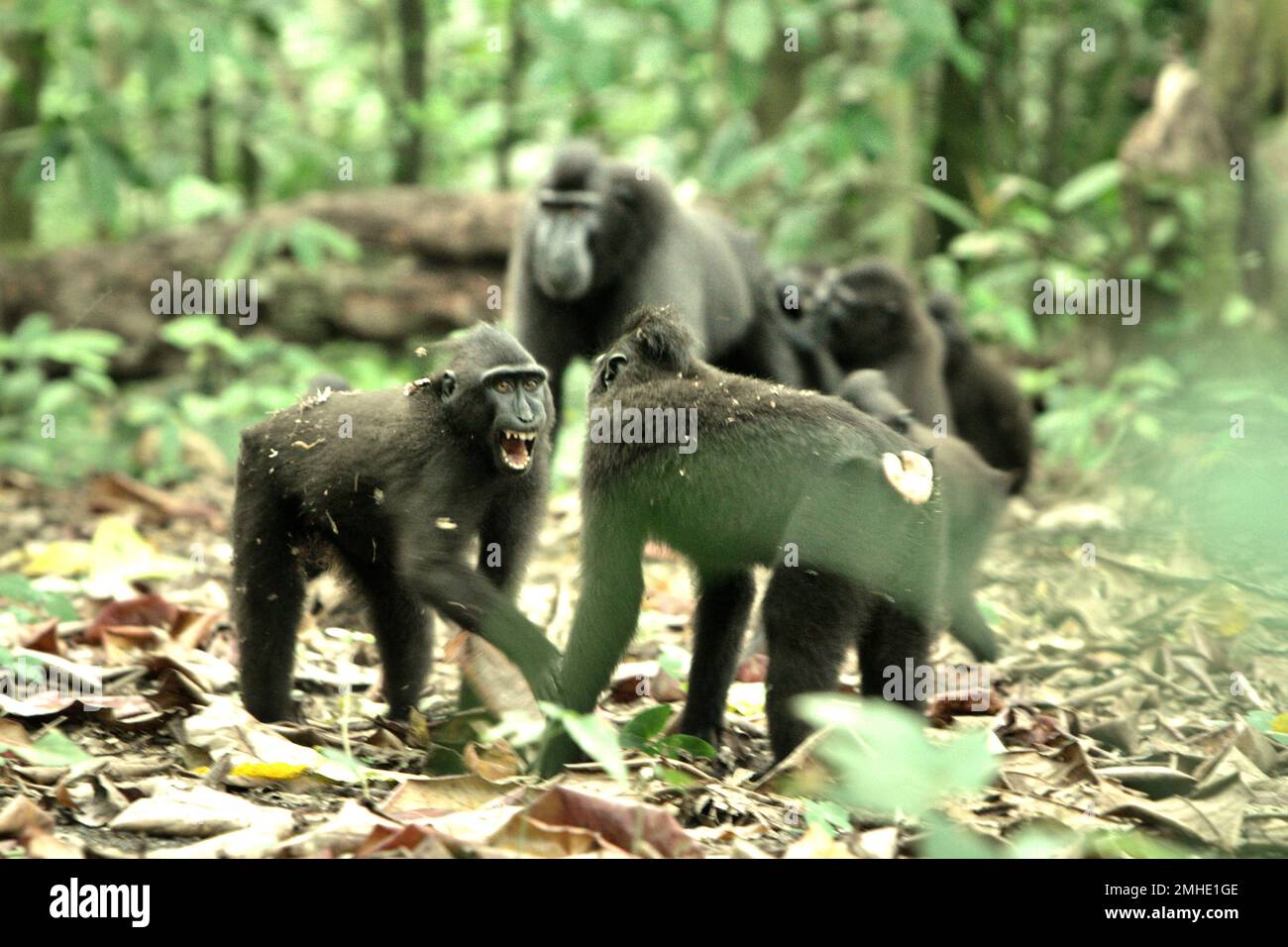 Two juveniles of Sulawesi black-crested macaque (Macaca nigra) are ...