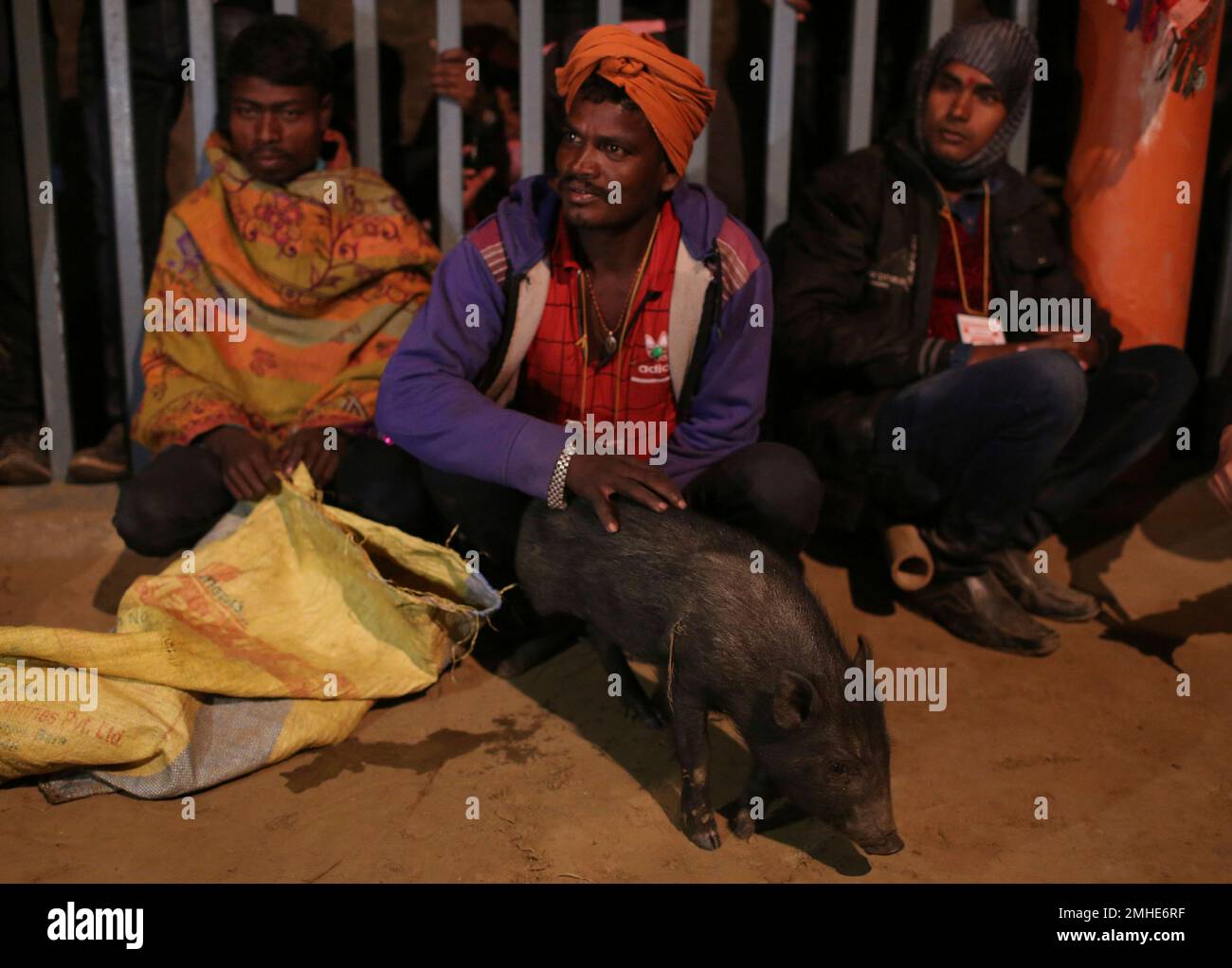 A Hindu devotees holds a pig before it is sacrificed during Gadhimai ...