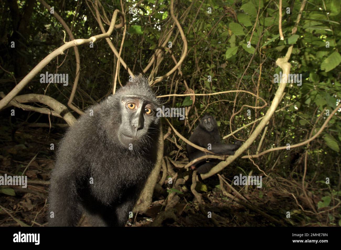 Primate facial gesture hi-res stock photography and images - Alamy