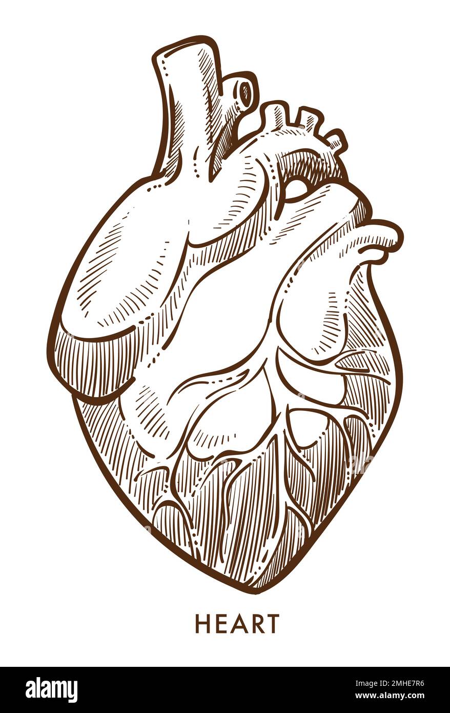 Heart isolated sketch, cardiovascular system, internal organ Stock ... Heart isolated sketch, cardiovascular system, internal organ Stock ...
