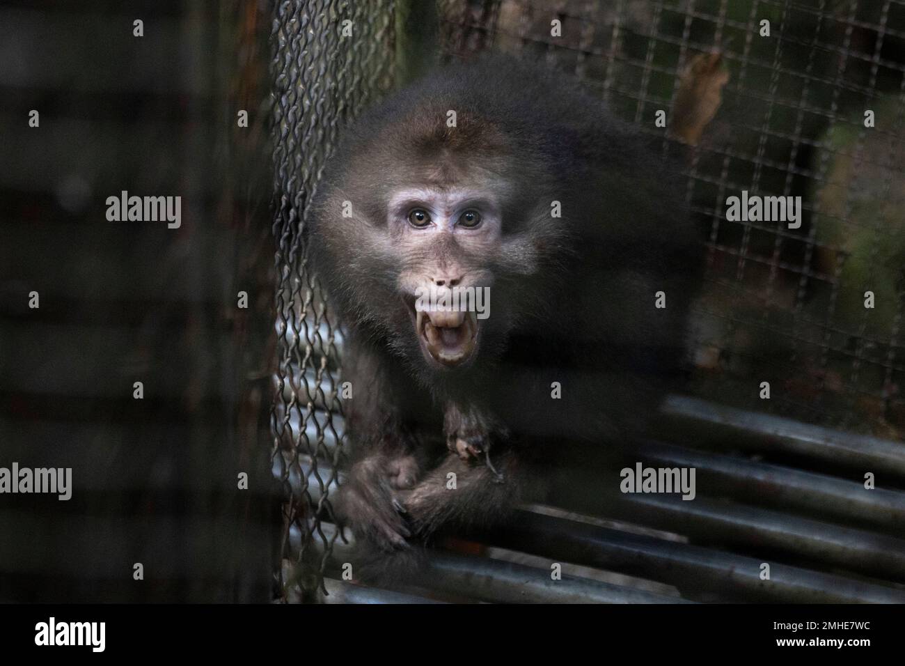 A monkey bares its teeth at visitors in an animal shelter that is part ...