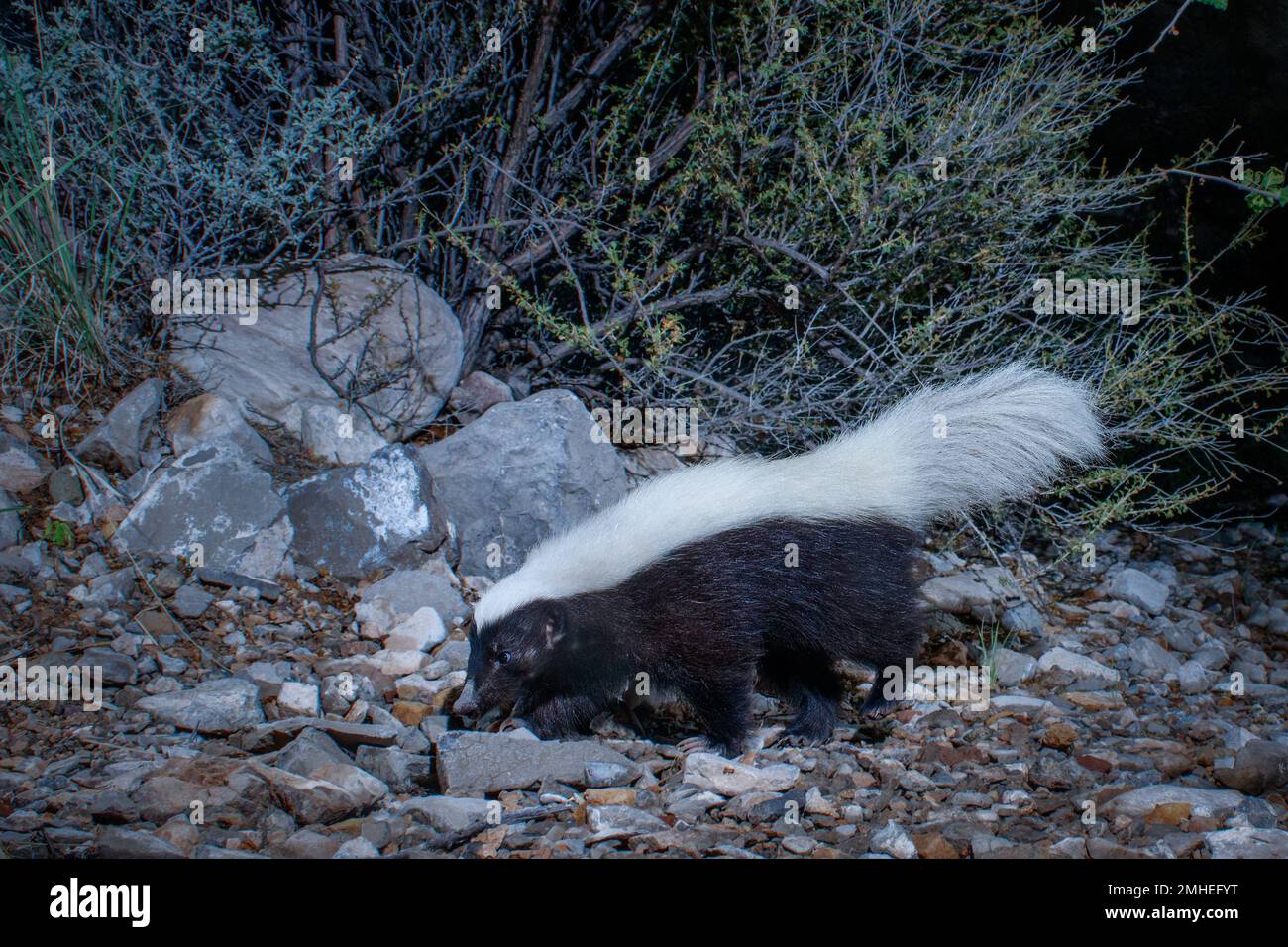 American Hog-nosed Skunk, Quebradas Backcountry Byway, New Mexico, USA ...