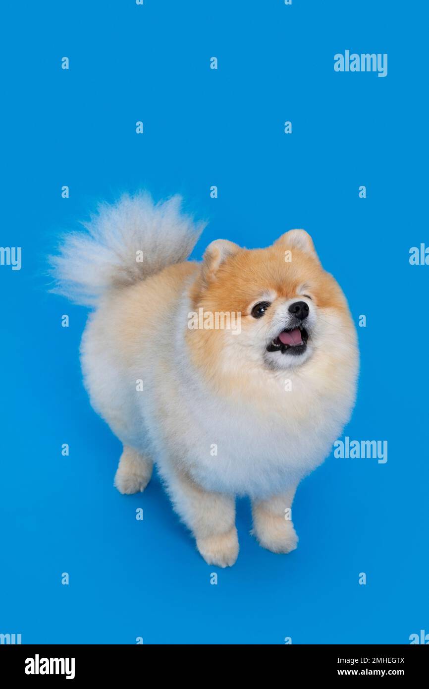 Dog barking indoor hi-res stock photography and images - Alamy
