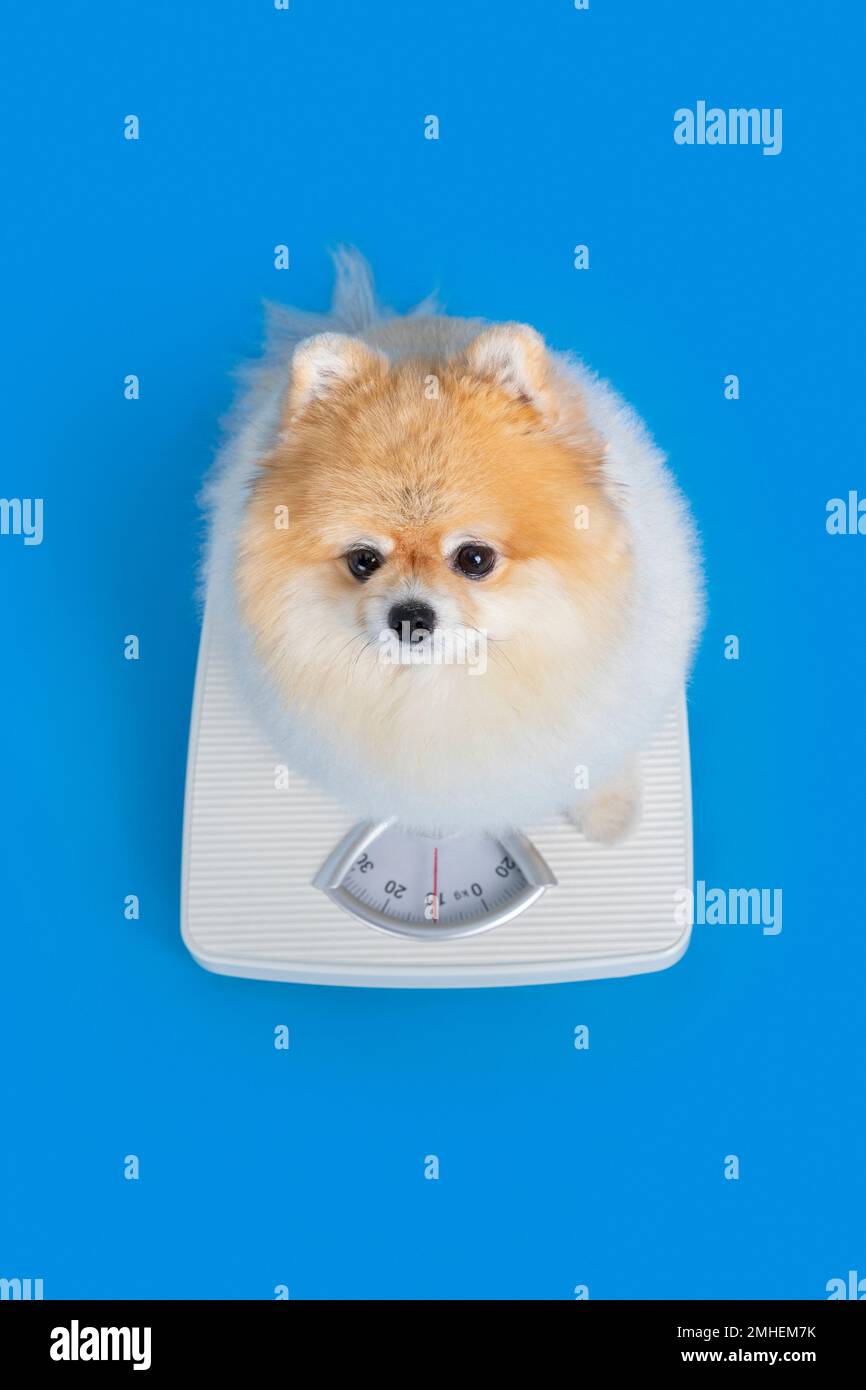 cute pomeranian dog on a weighing scale Stock Photo - Alamy
