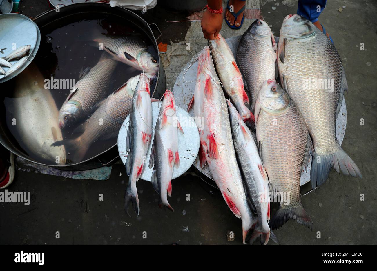 Fish displayed for sale at a fish market along the river Brahmaputra in ...