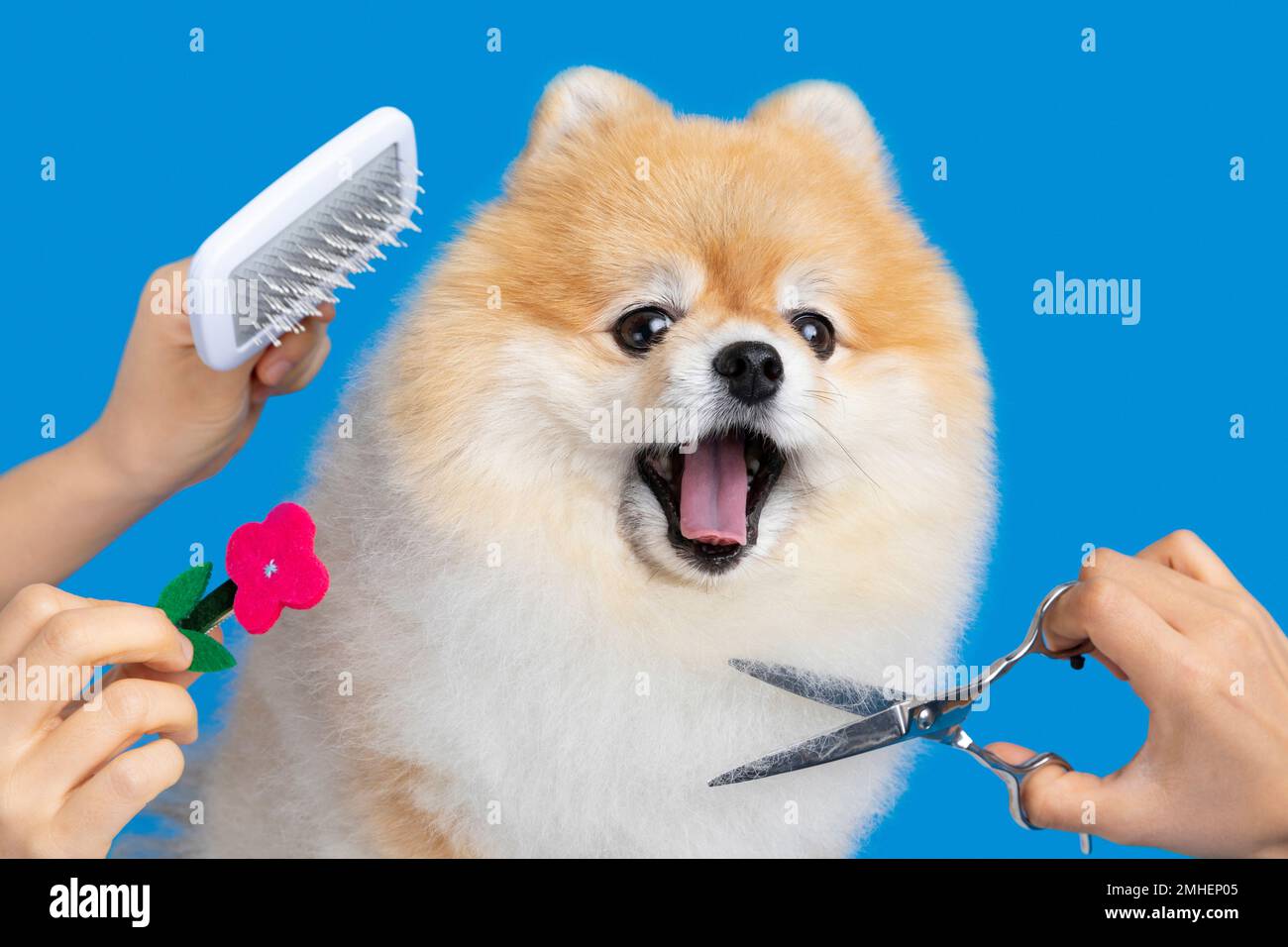 grooming pomeranian dog Stock Photo - Alamy