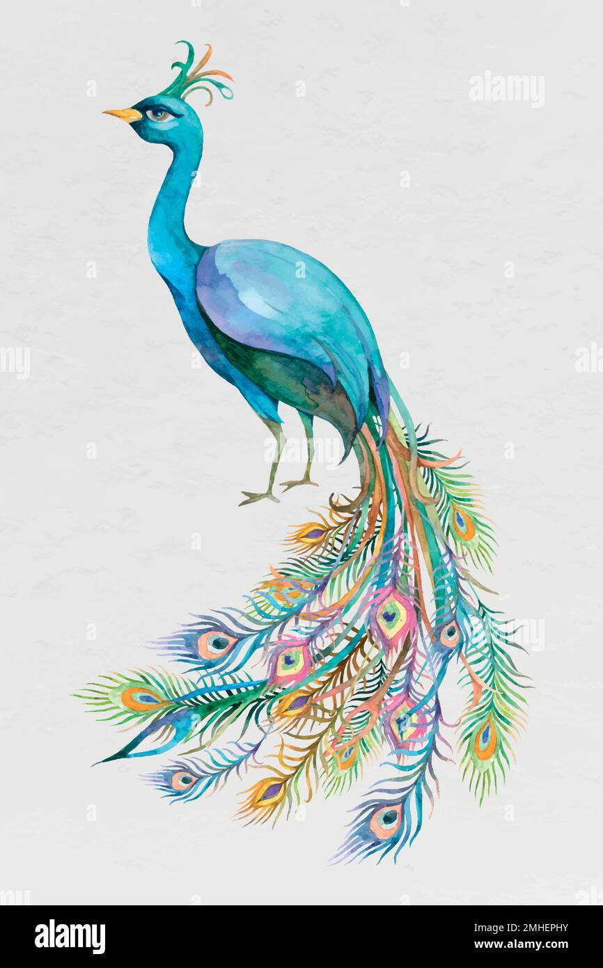 Beautiful watercolor blue peacock vector Stock Vector Image & Art - Alamy