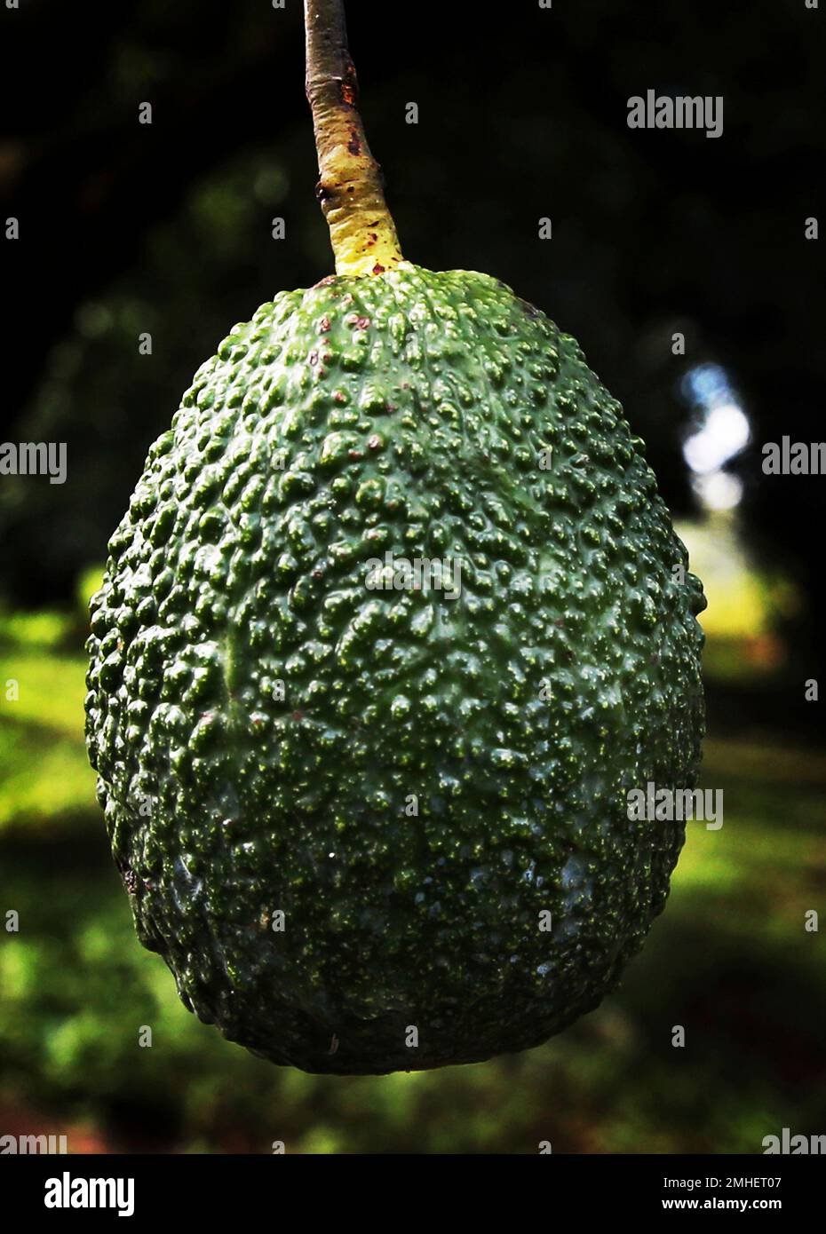 This Oct. 1, 2019 photo shows an avocado hanging in an orchard near ...