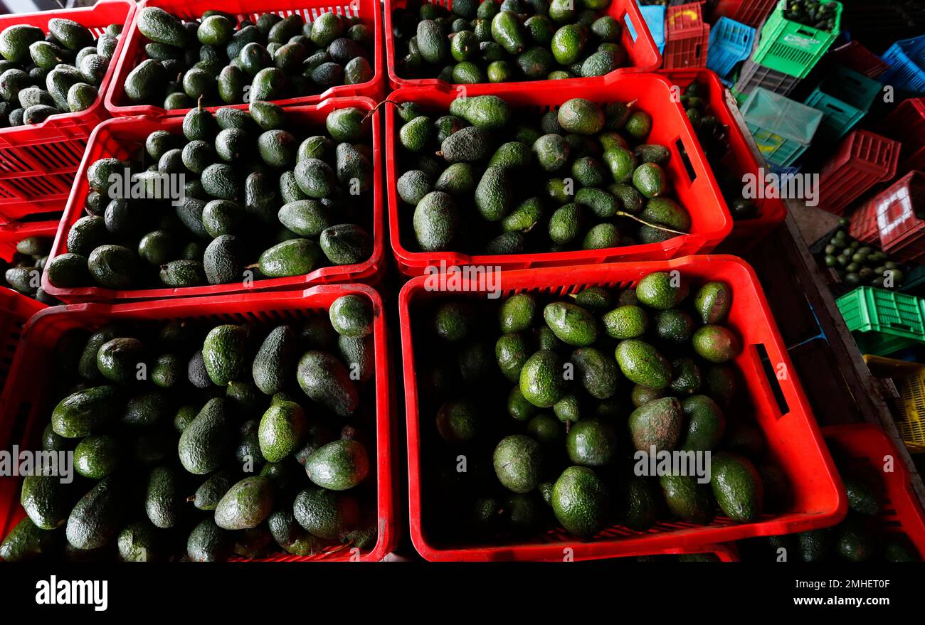 This Oct. 2, 2019 photo shows crates filled with avocados at a packing ...