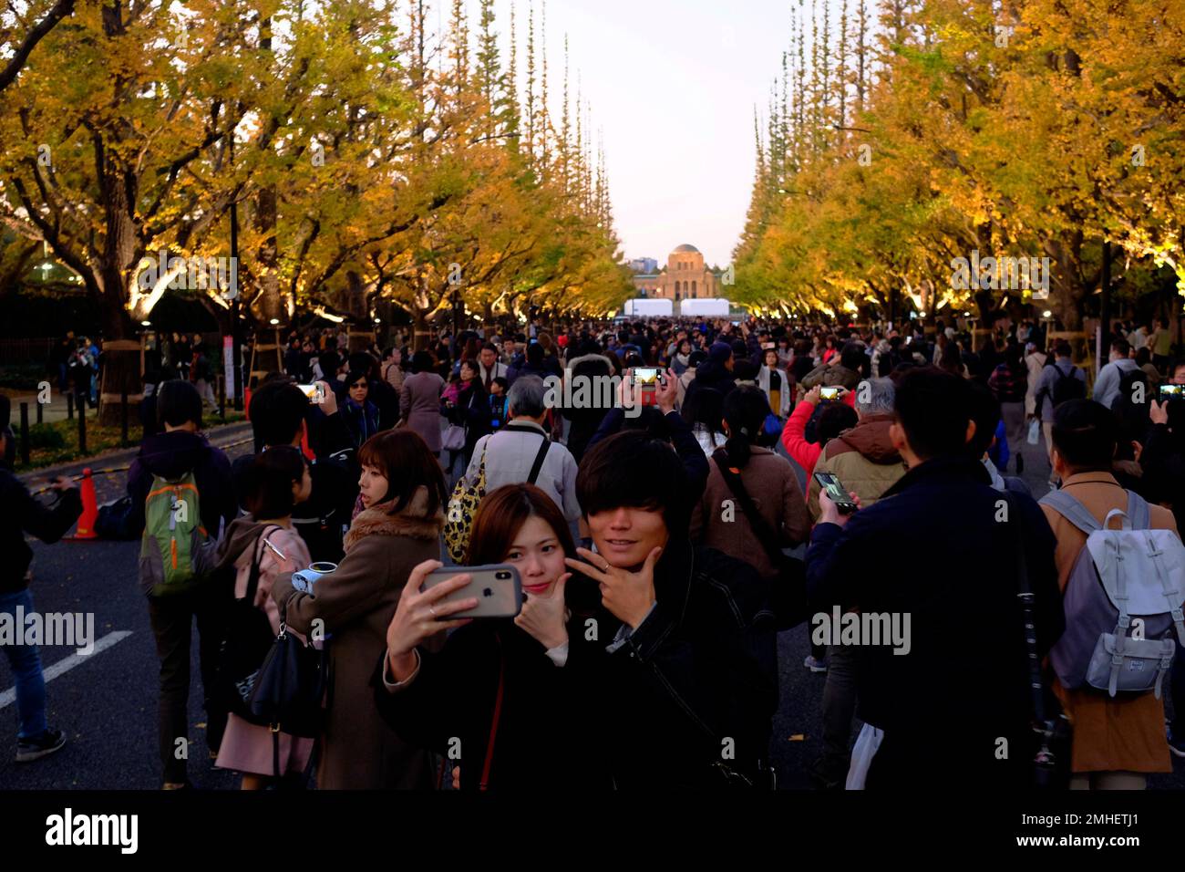 Visitors fill the street and take pictures as the bright golden ginkgos ...