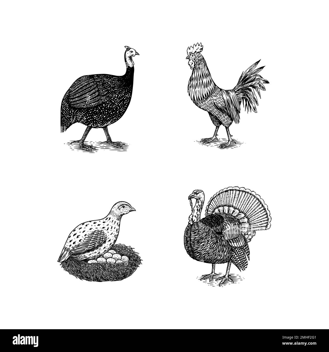 Domestic Chicken bird. Turkey, guinea fowl, goose, duck, quail. Hand ...