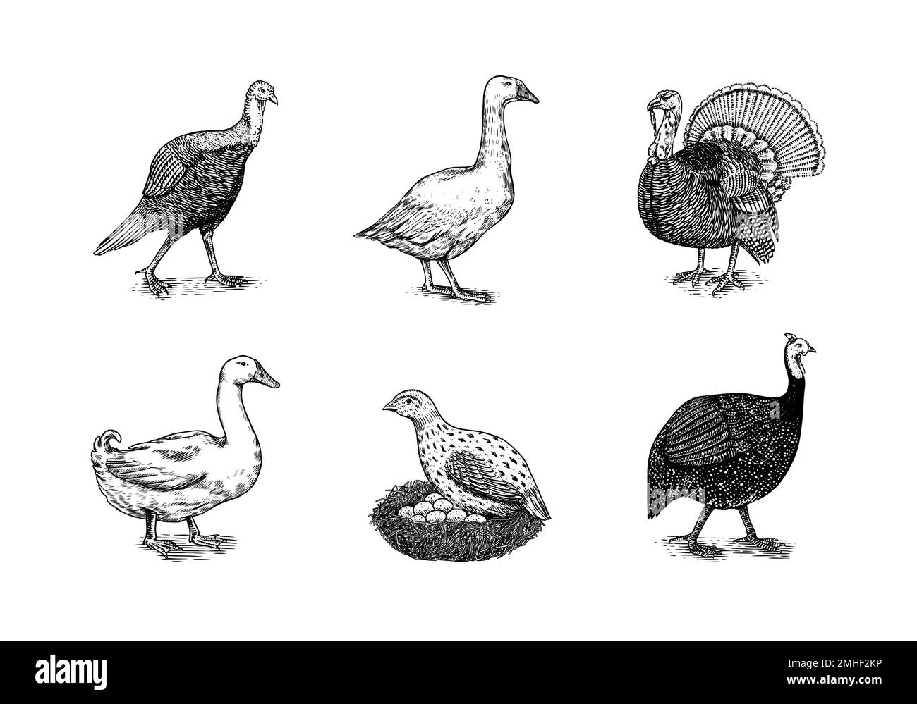 Domestic Chicken bird. Turkey, guinea fowl, goose, duck, quail. Hand ...