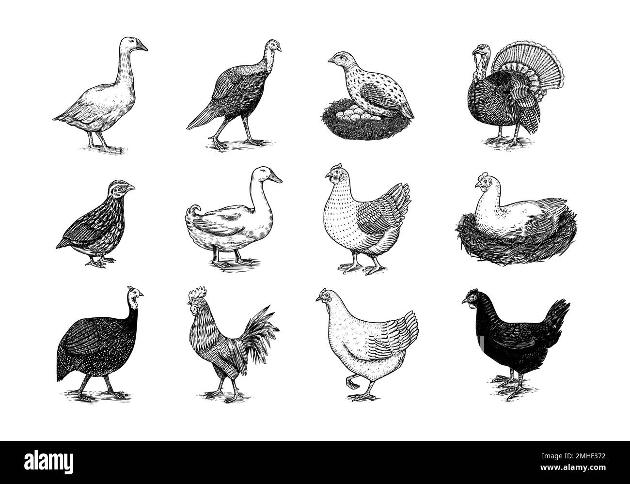 Domestic Chicken bird. Turkey, guinea fowl, goose, duck, quail. Hand ...