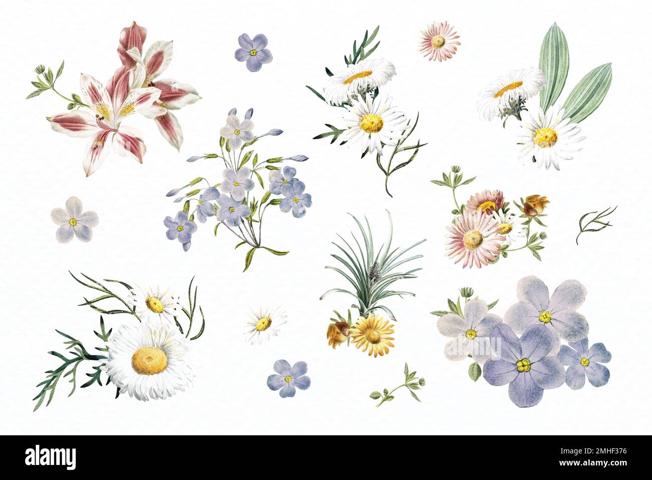 Beautiful colorful flower vector set Stock Vector Image & Art - Alamy