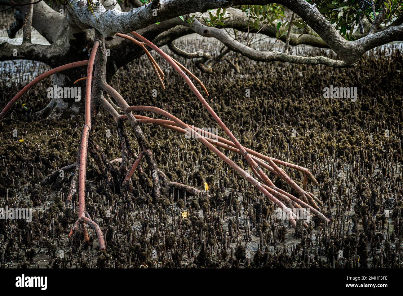 Red mangrove rhizophora mangle hi-res stock photography and images - Alamy