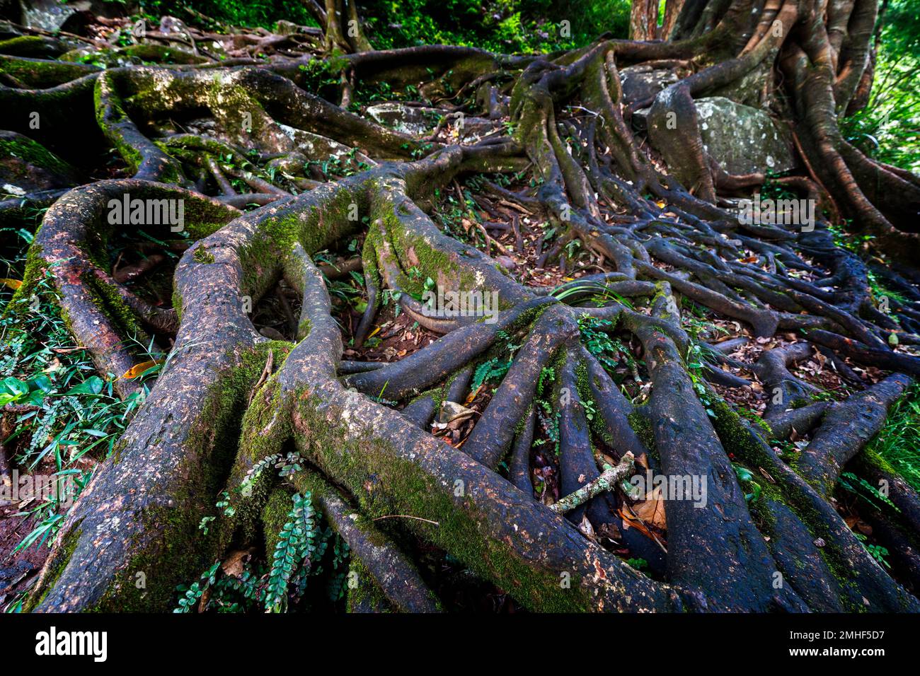 Strangler fig roots spread hi-res stock photography and images - Alamy