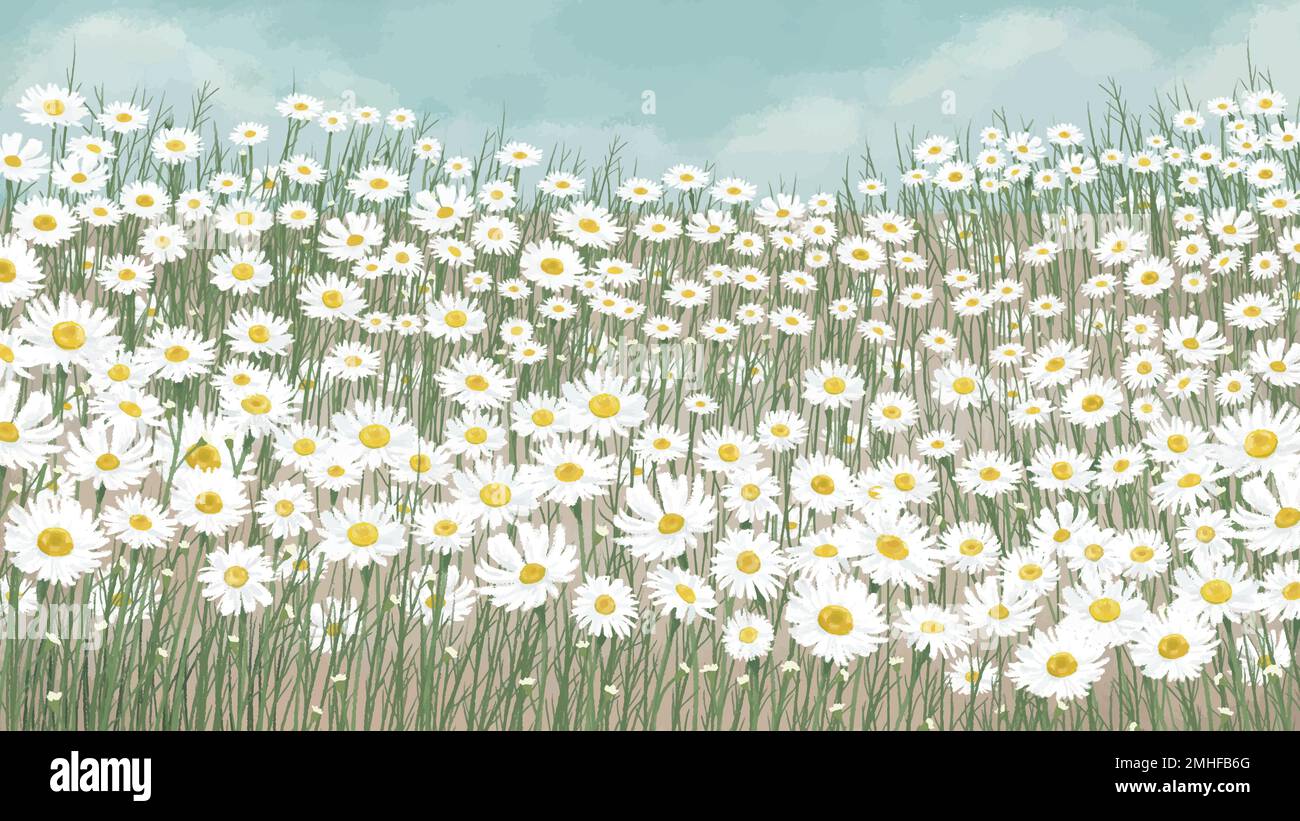Blooming white daisy flower background vector Stock Vector Image & Art ...