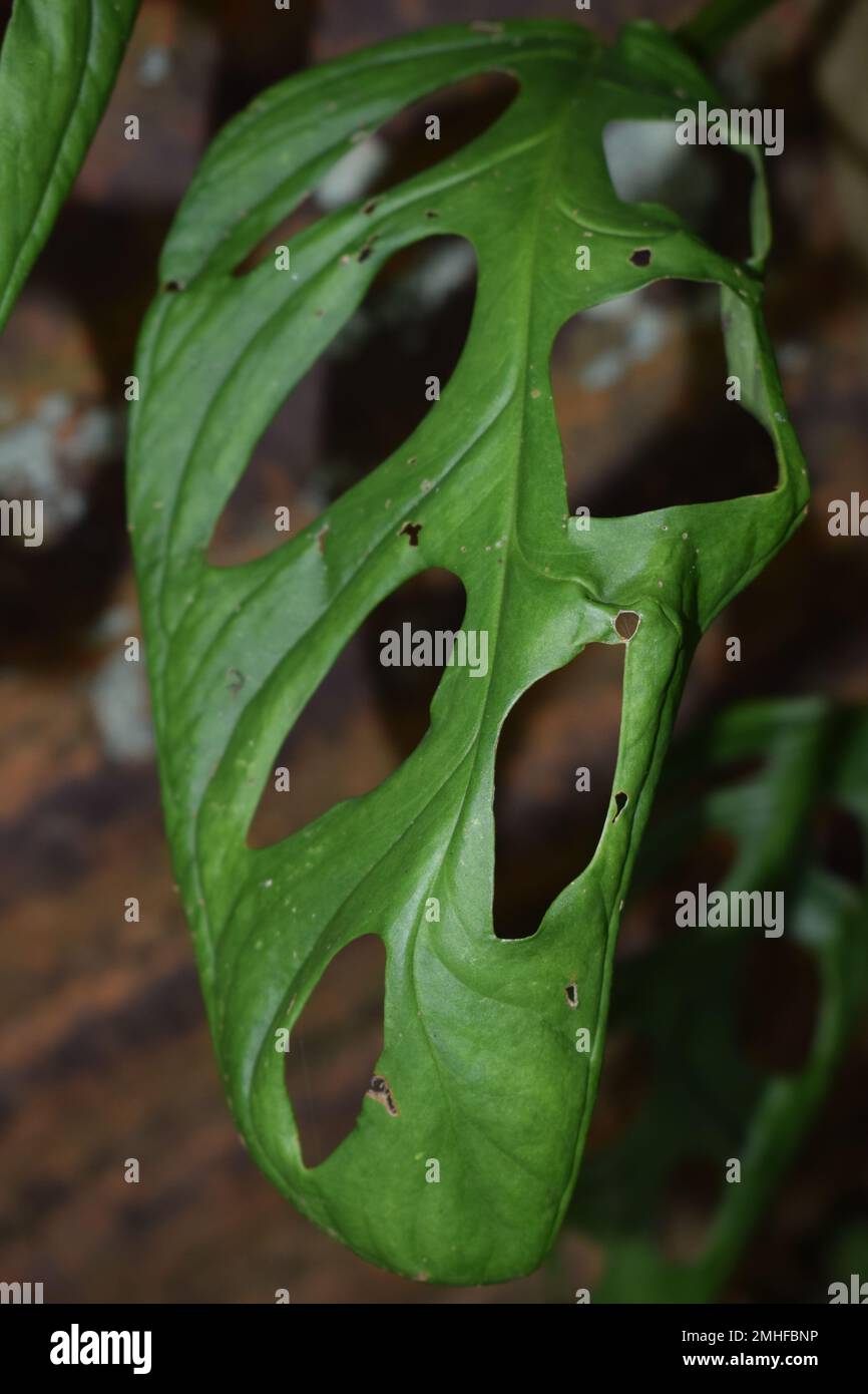 Creative layout made of perforated widow leaves. Lay flat. natural ...