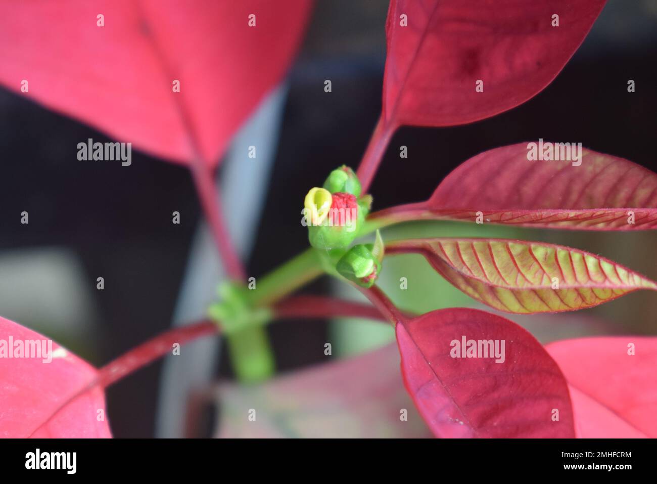 Creative layout made of red flowers. Lay flat. natural concept Stock ...