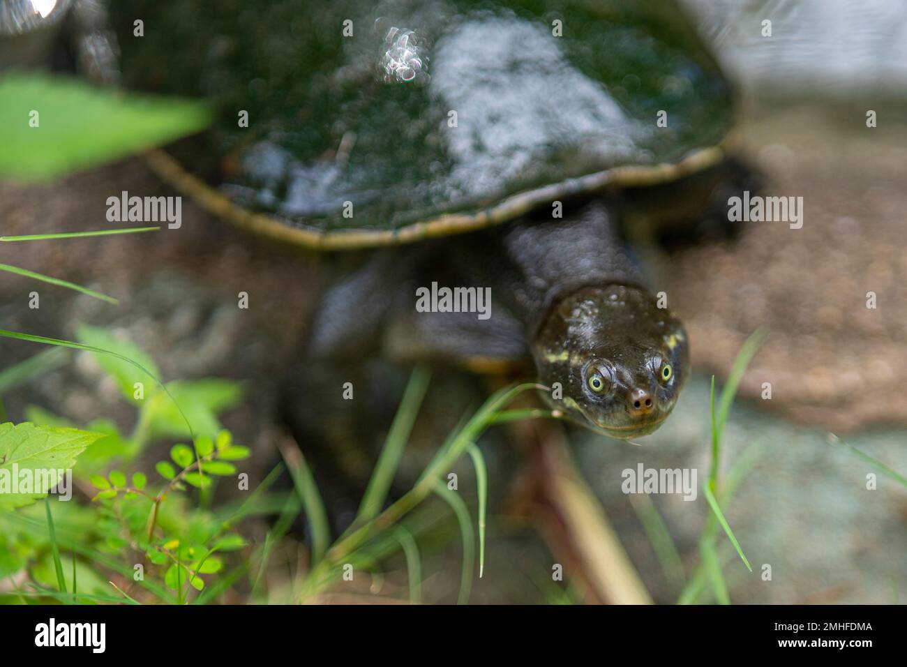 Macquarie Turtle (Emydura macquarii) in vegetation at side of pond ...