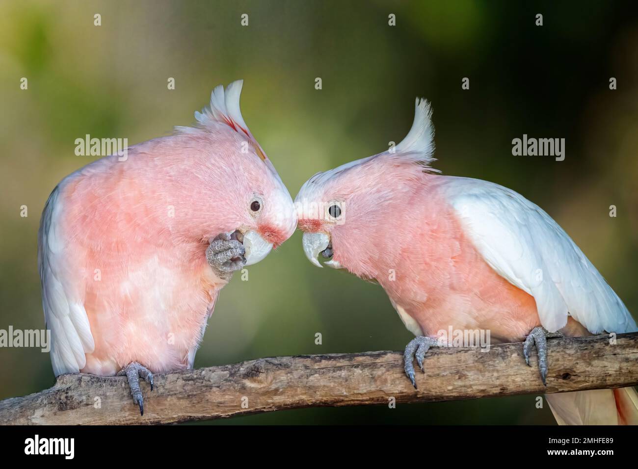 Two Major Mitchell's cockatoos (Lophochroa leadbeateri) perched sharing ...