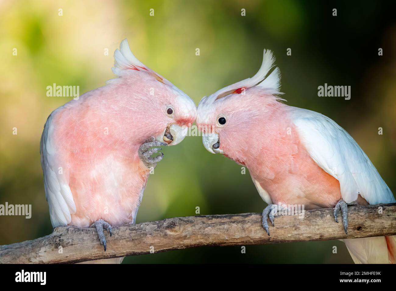 Two Major Mitchell's cockatoos (Lophochroa leadbeateri) perched sharing ...