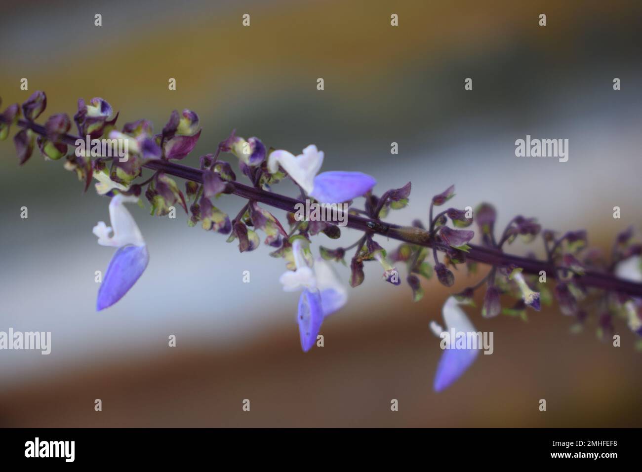 Isodon japonicus flower. Growing in the yard Stock Photo - Alamy