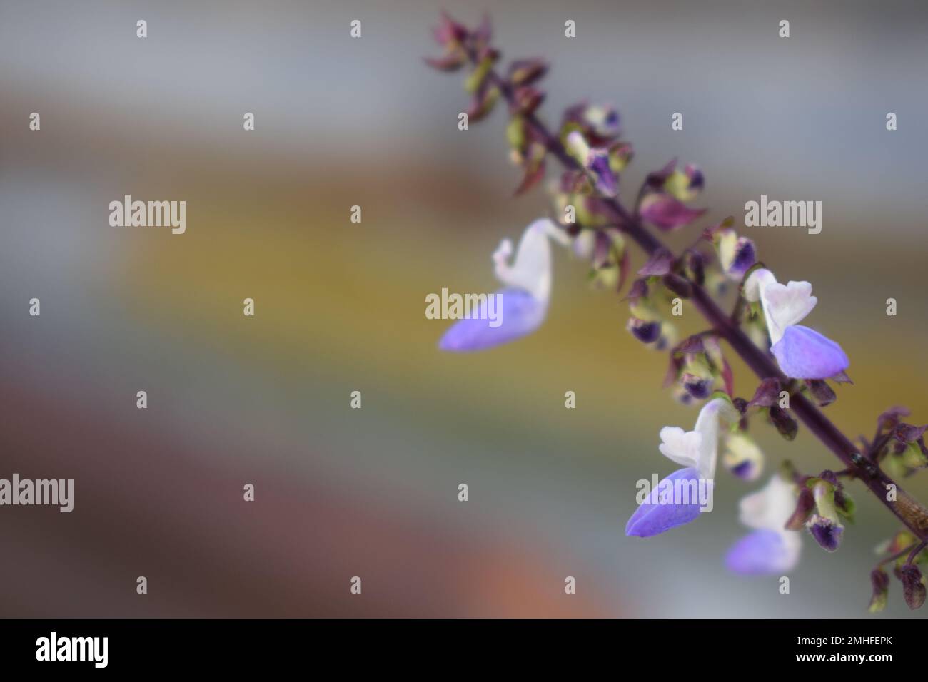 Isodon japonicus flower. Growing in the yard Stock Photo - Alamy