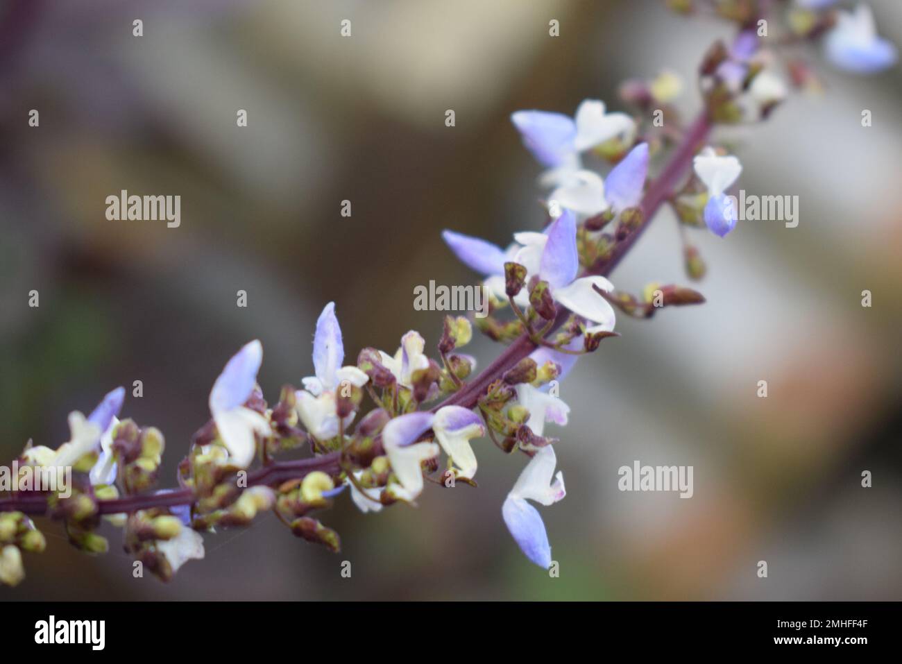 Isodon japonicus flower. Growing in the yard Stock Photo - Alamy