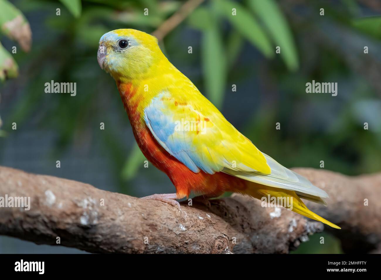 Australian parakeets hi-res stock photography and images - Alamy