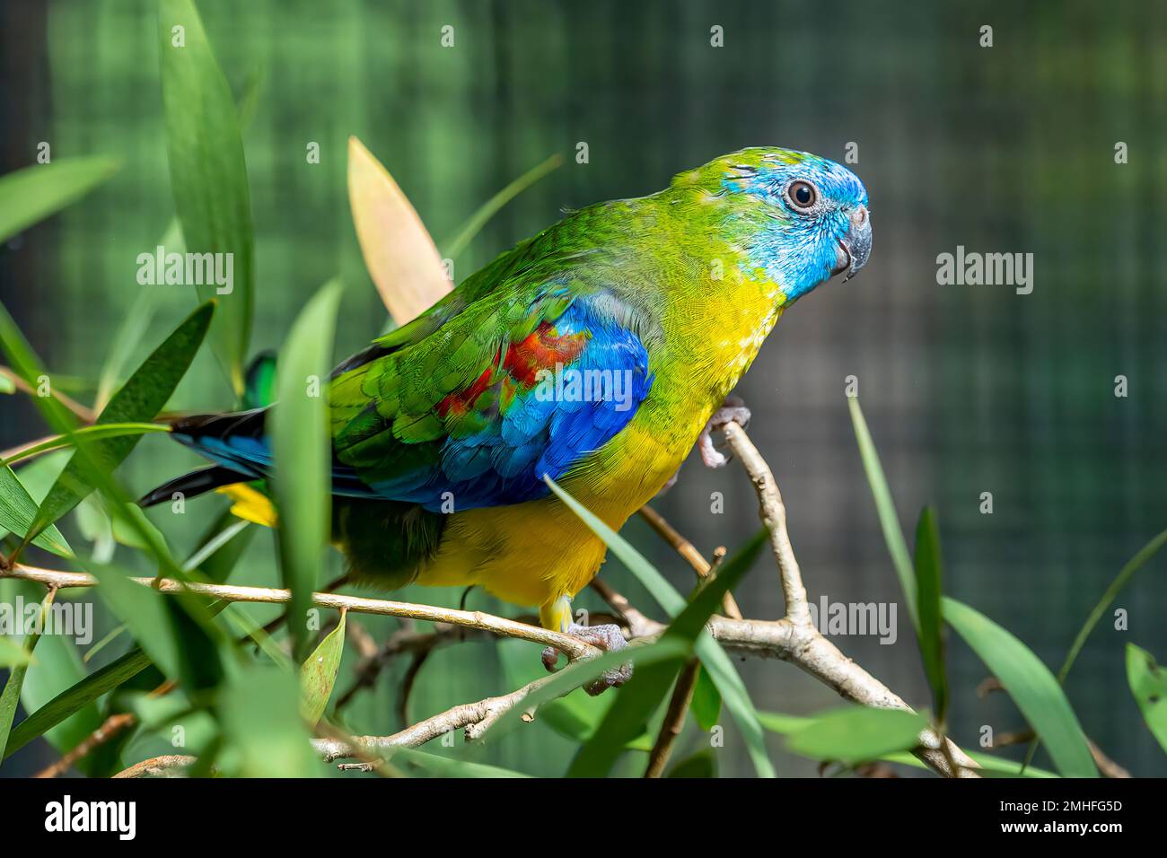 Turquoise Parrot (Neophema pulchella) perched on branch in aviary Stock ...