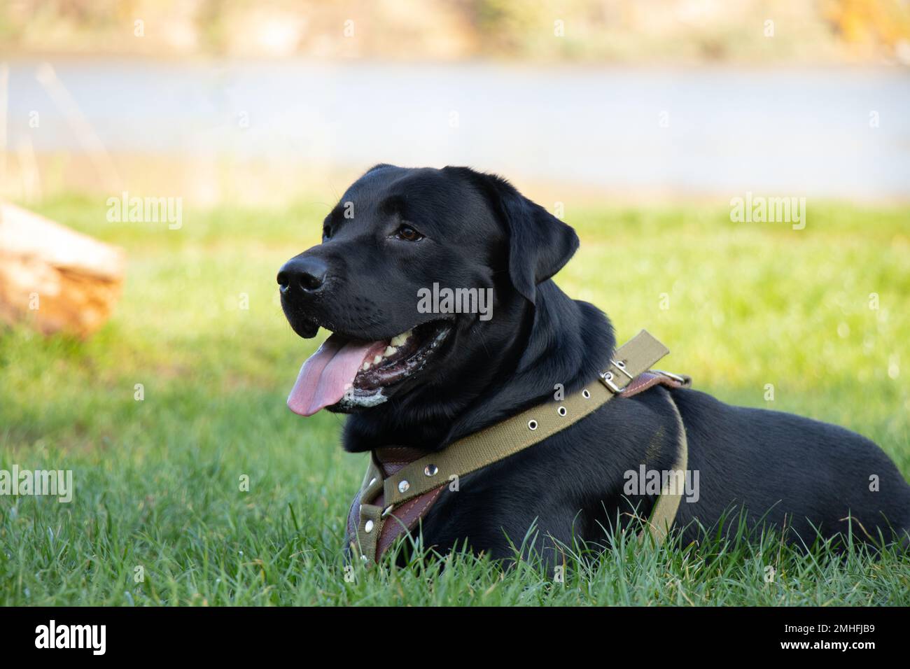 adult black labrador in parks for walks in the spring in ukraine during ...