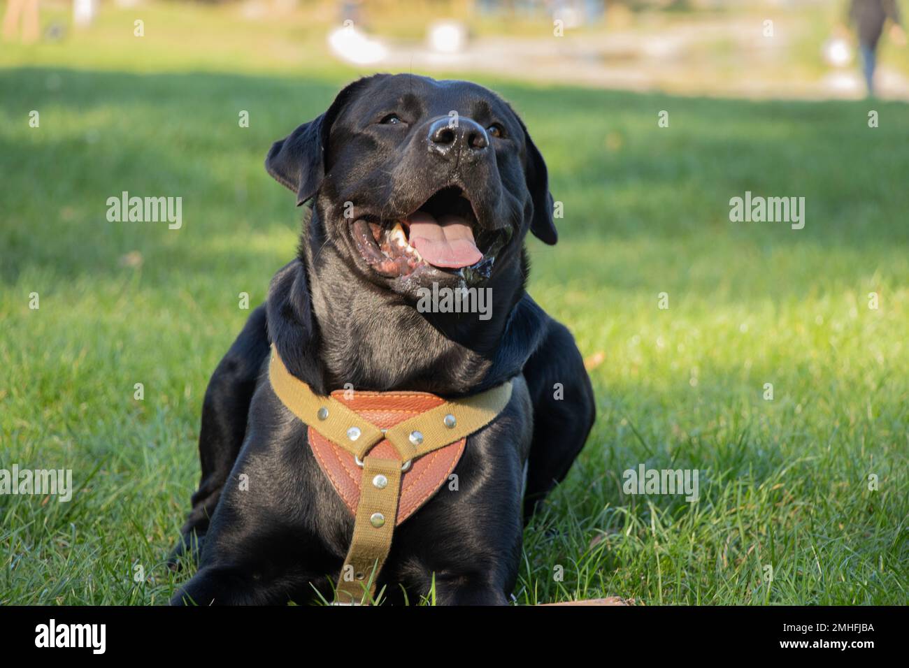 adult black labrador in parks for walks in the spring in ukraine during ...