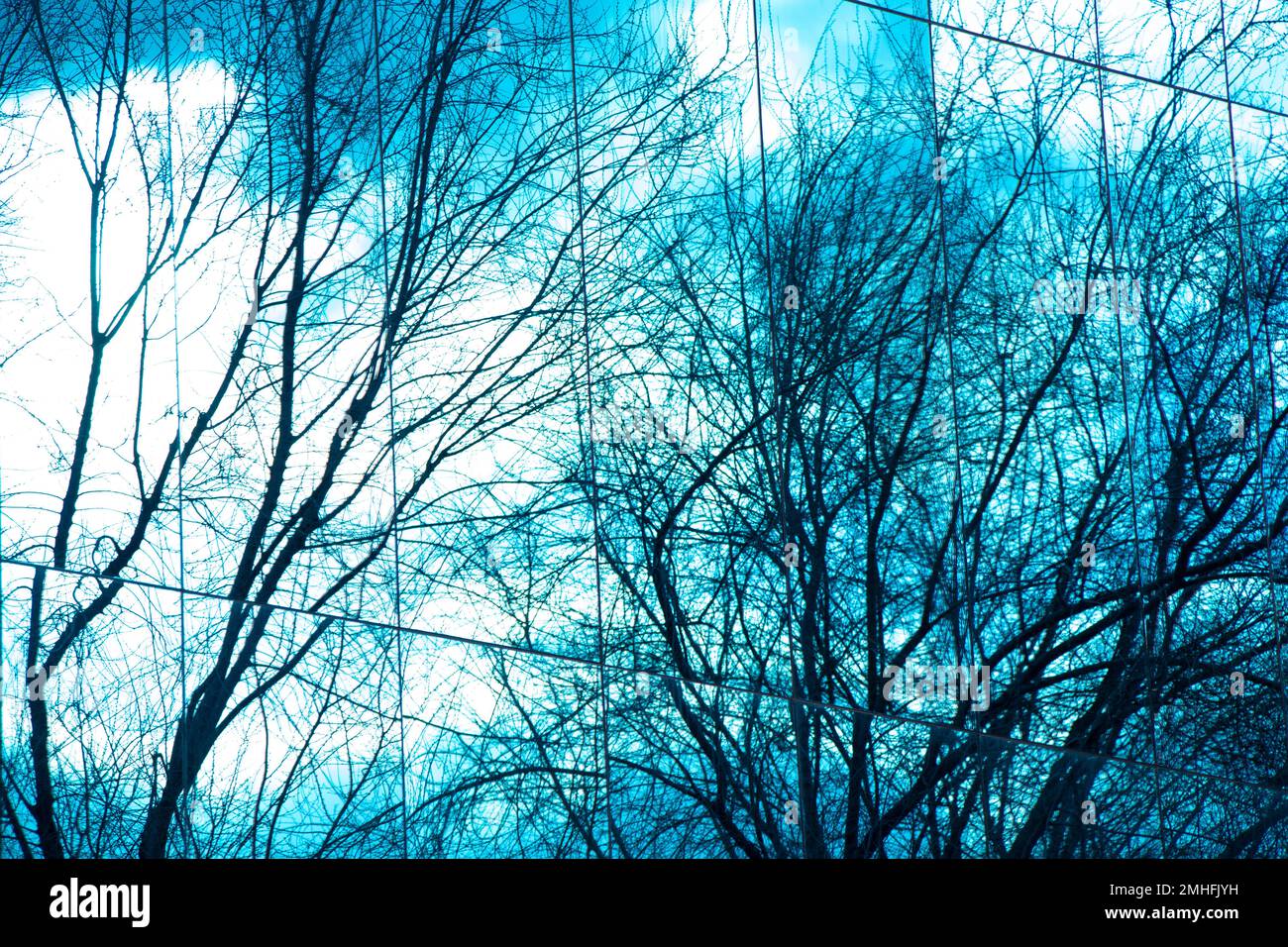 reflections of tree branches in a blue glass building facade Stock ...