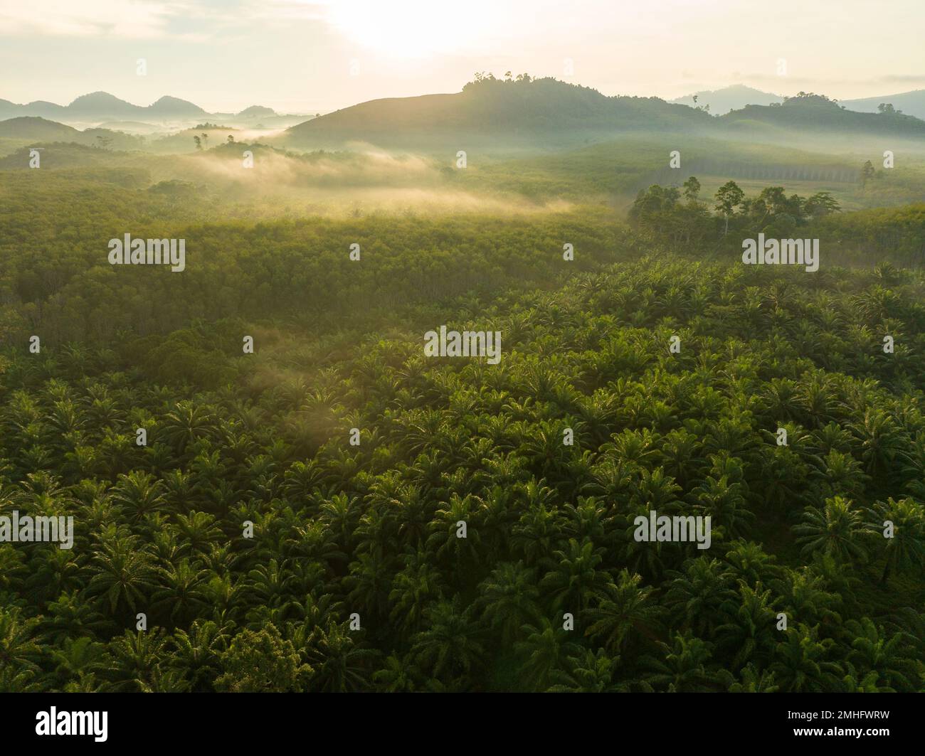 Aerial shot of the palm grove with green trees forest in the morning ...