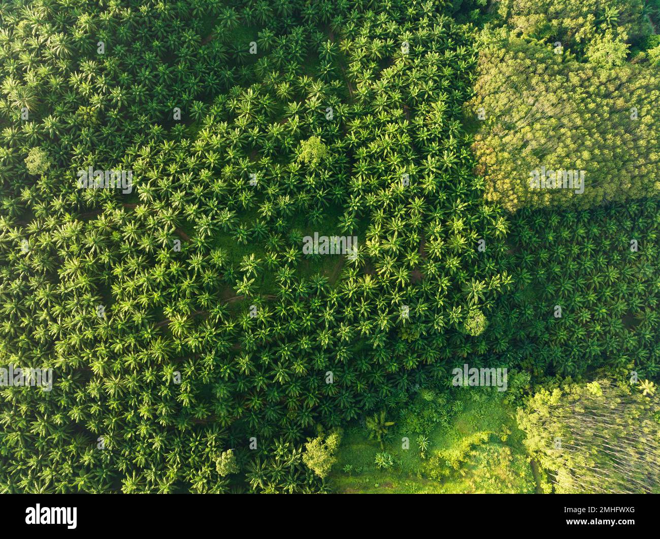 Top view aerial shot of the palm grove with green trees forest,palm ...