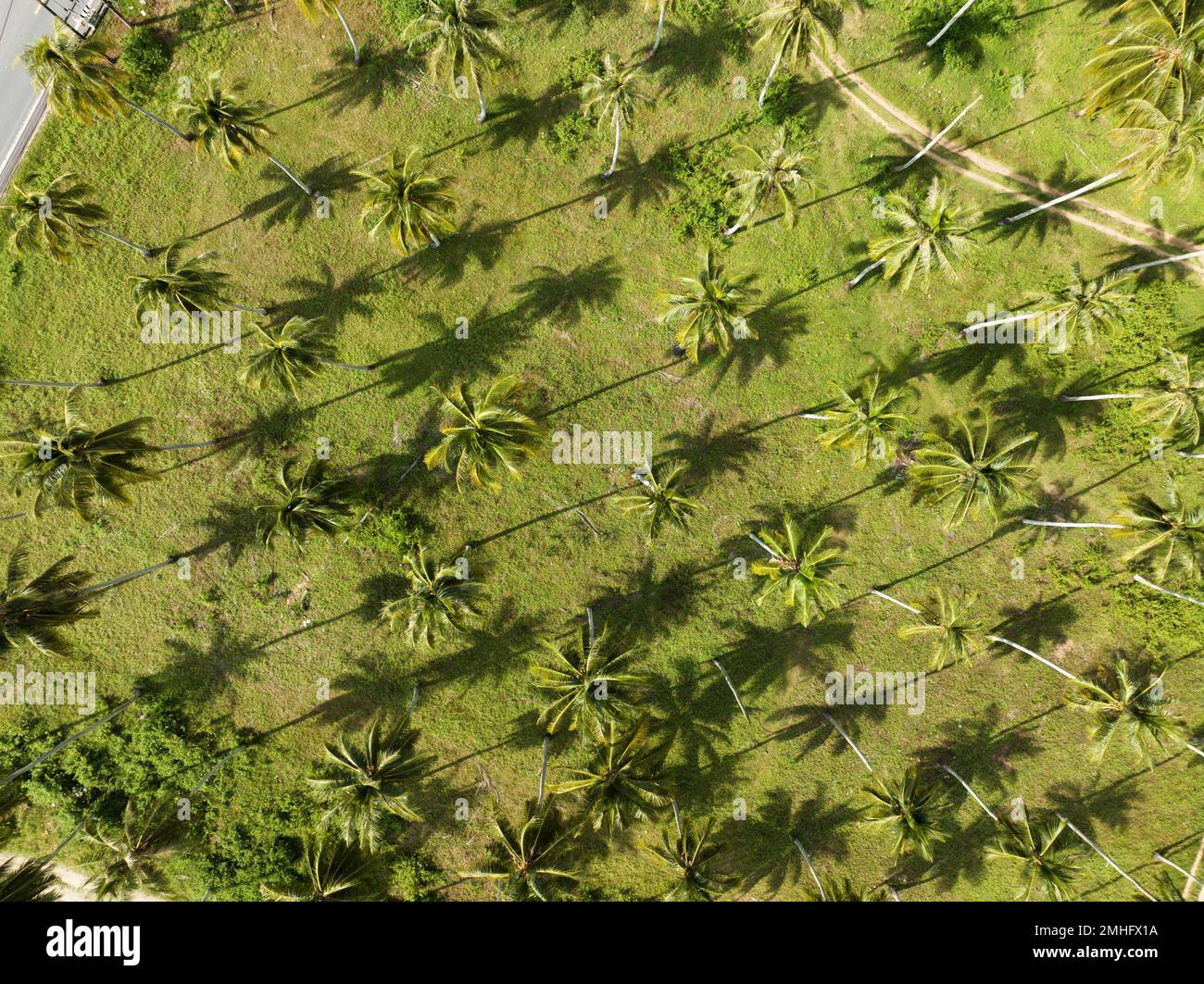 Top view aerial shot of the coconut palm grove and shadows from coconut ...