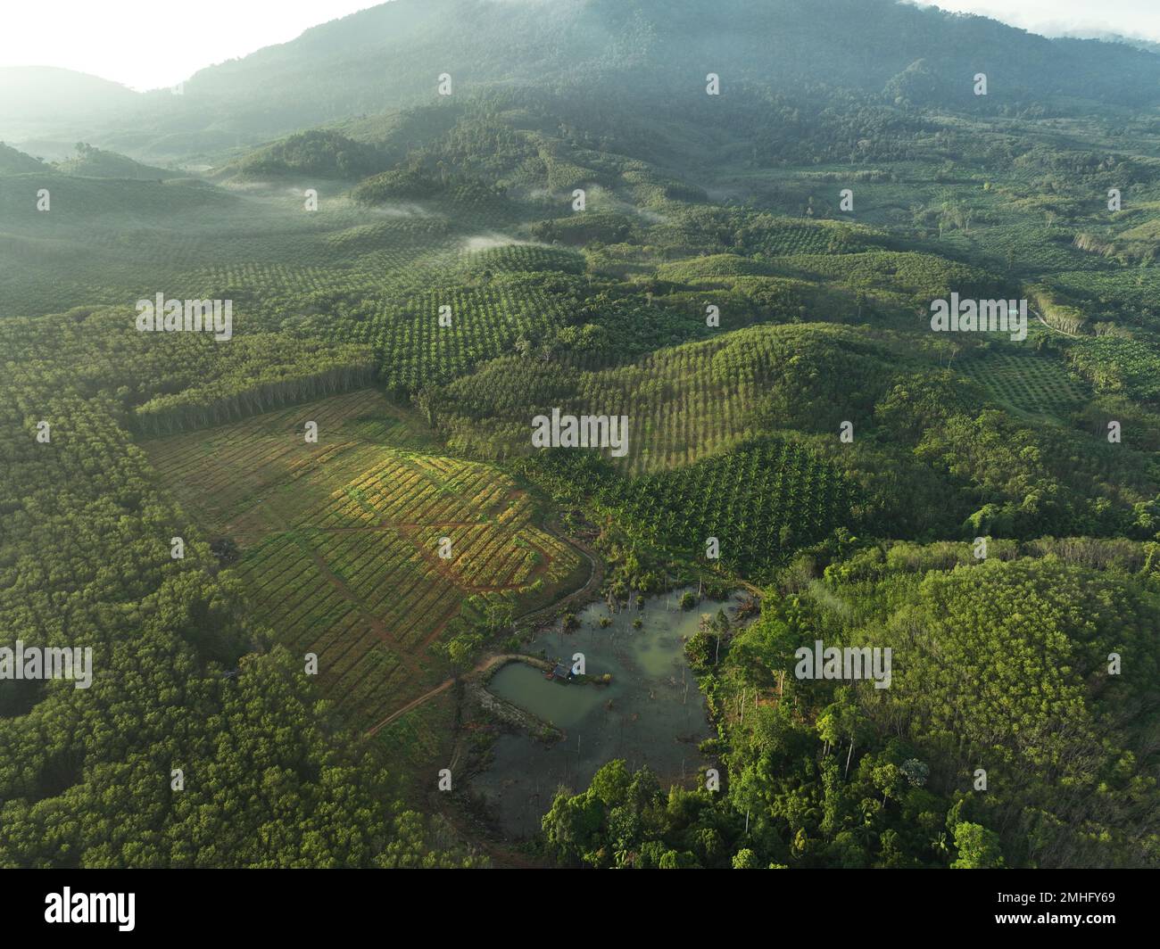 Aerial shot of the palm grove with green trees forest in the morning ...