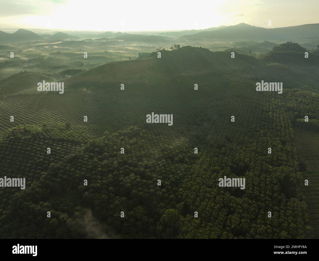 Aerial shot of the palm grove with green trees forest in the morning ...