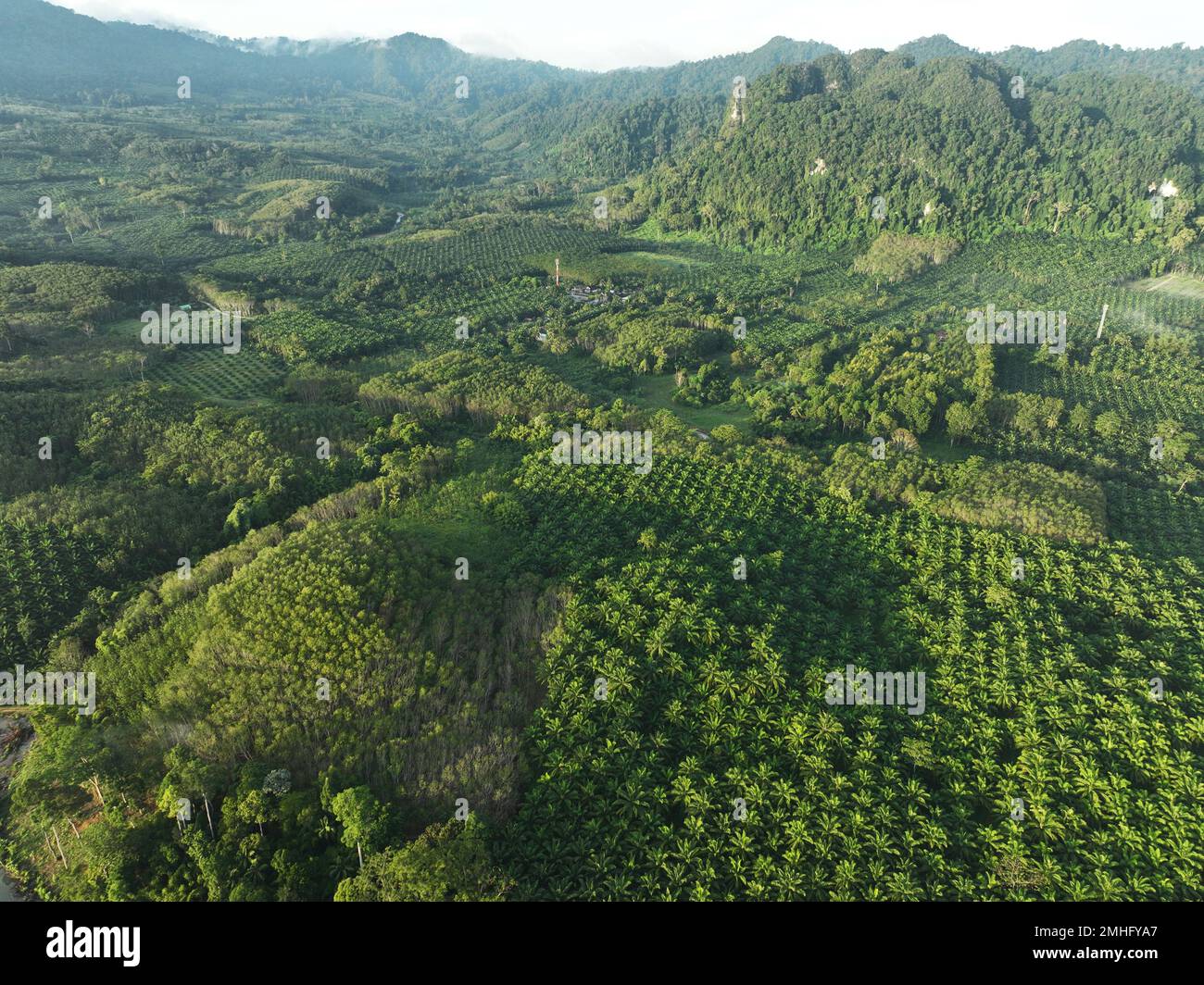 Aerial shot of the palm grove with green trees forest in the morning ...