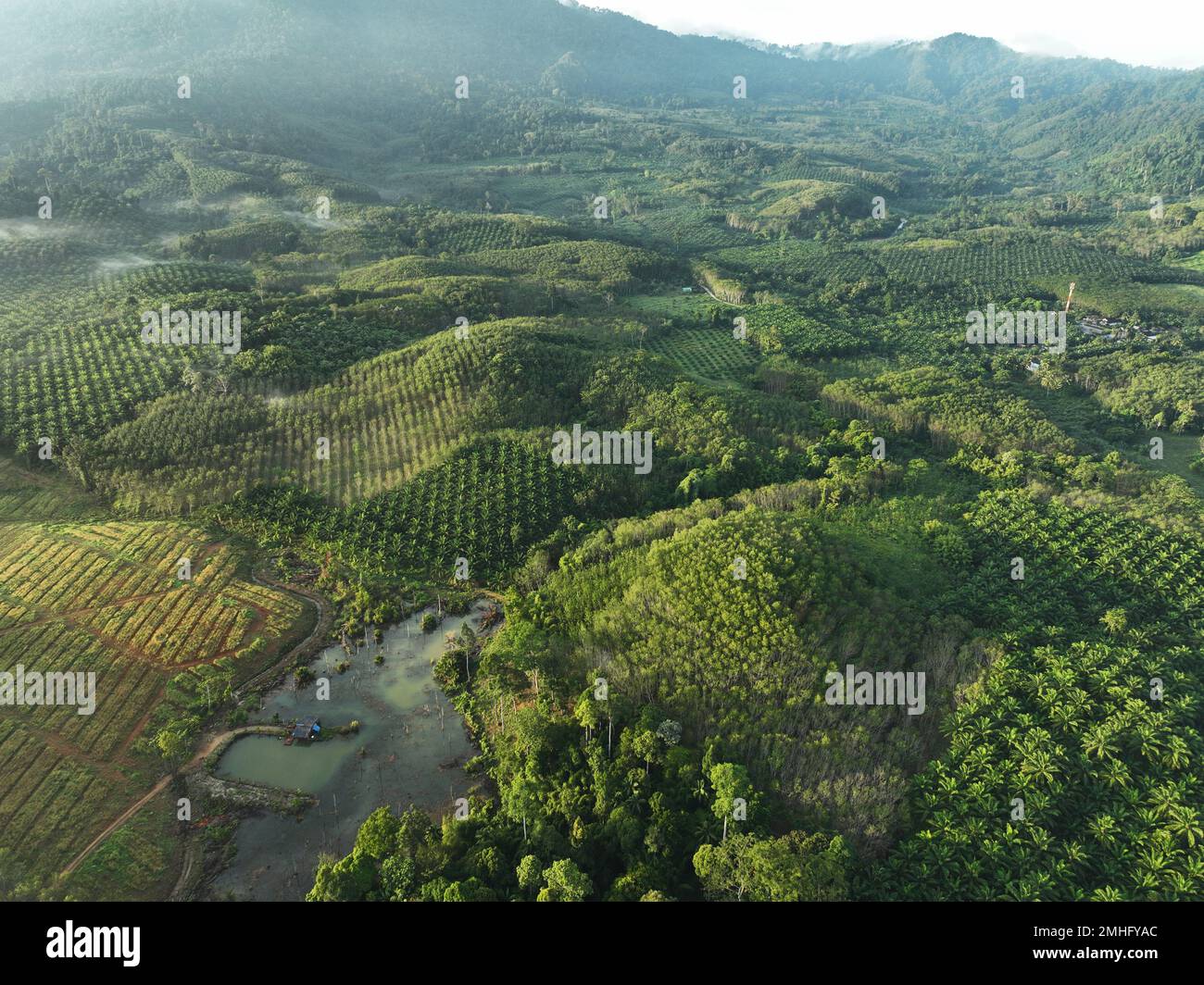 Aerial shot of the palm grove with green trees forest in the morning ...