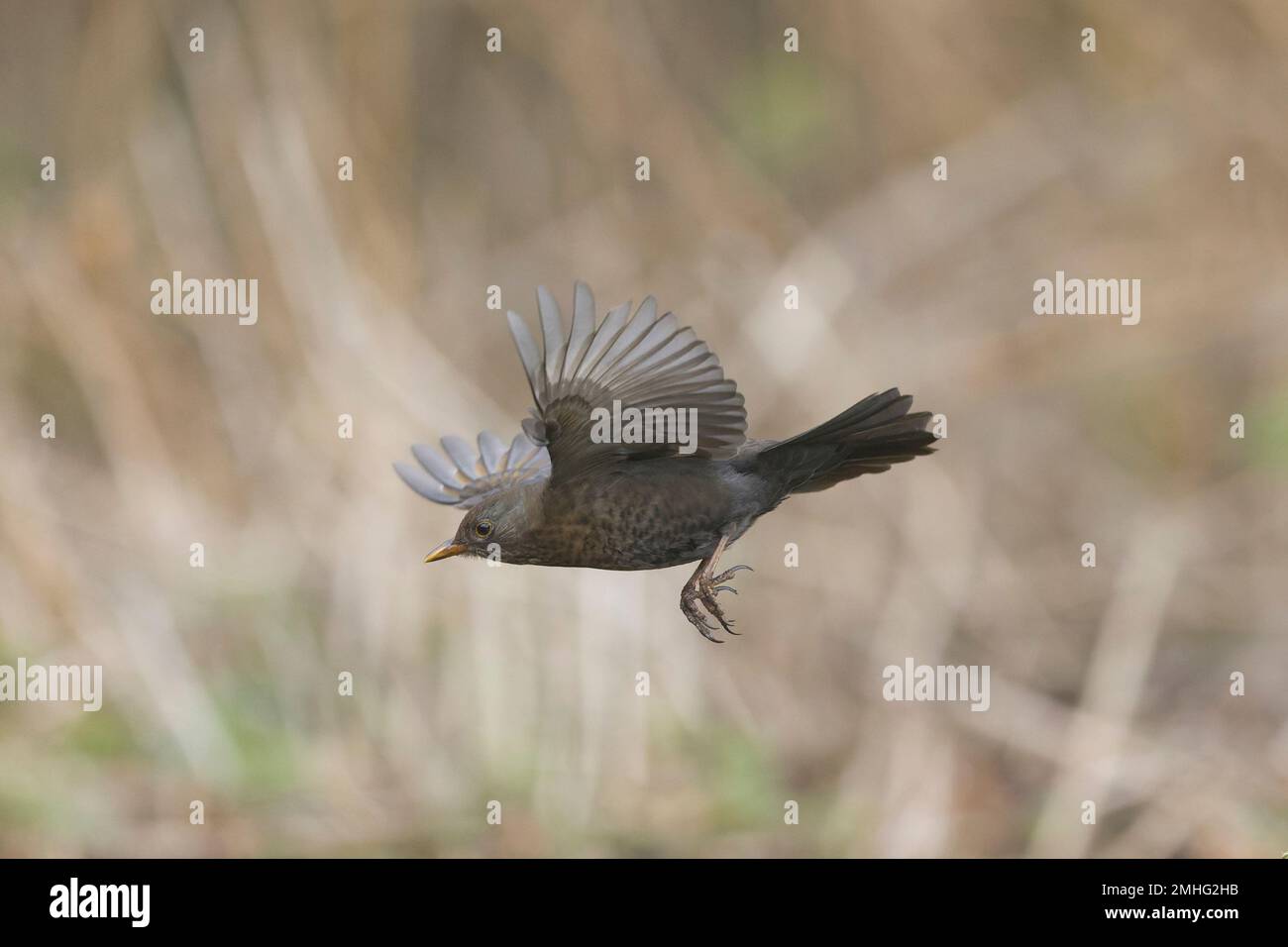 Common blackbird Turdus merula, adult female flying, Suffolk, England ...