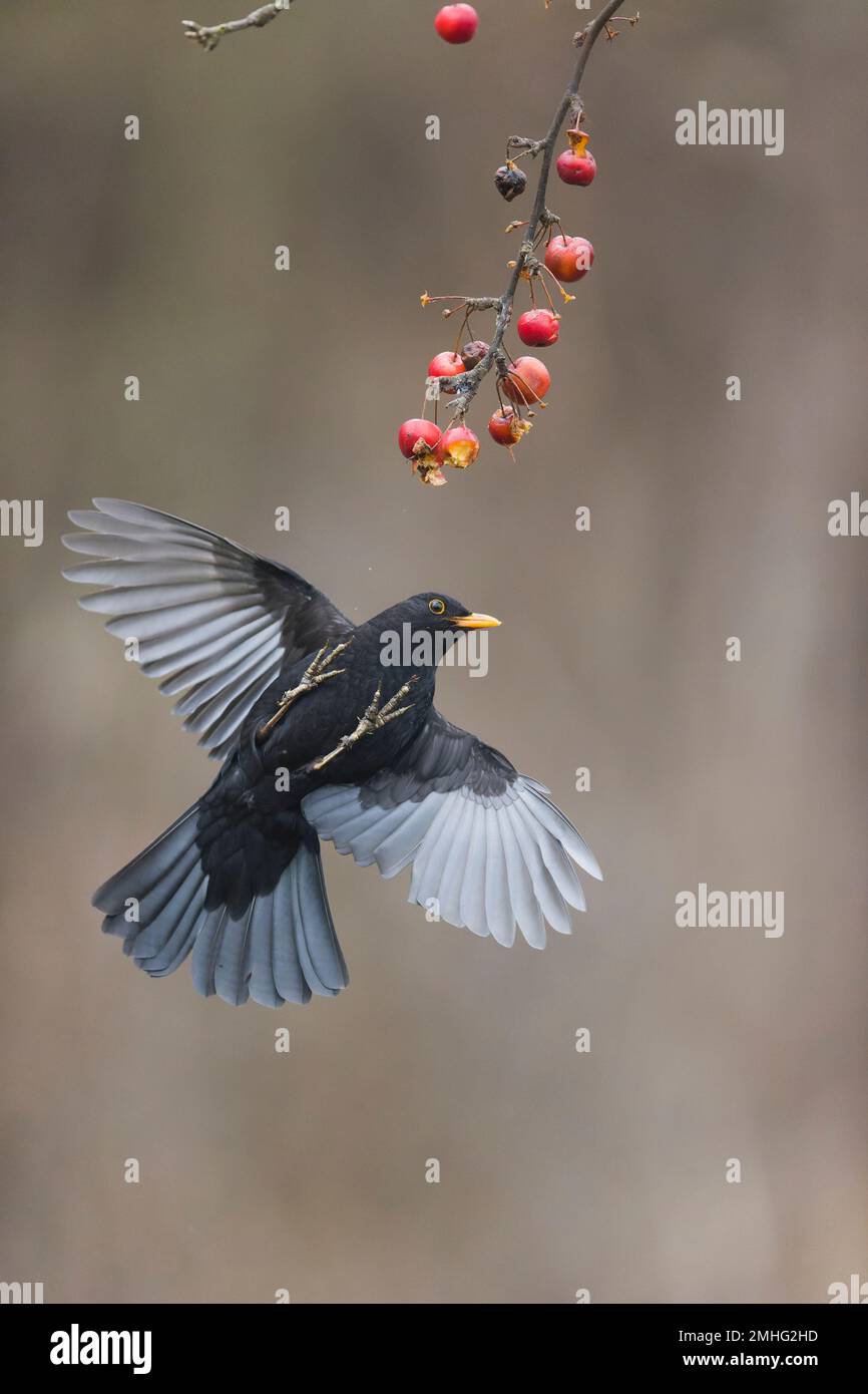 Common blackbird Turdus merula, adult male flying to feed on crab ...