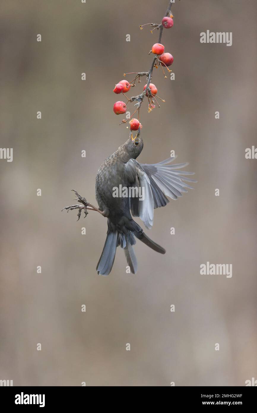 Common blackbird Turdus merula, adult female flying to feed on crab ...
