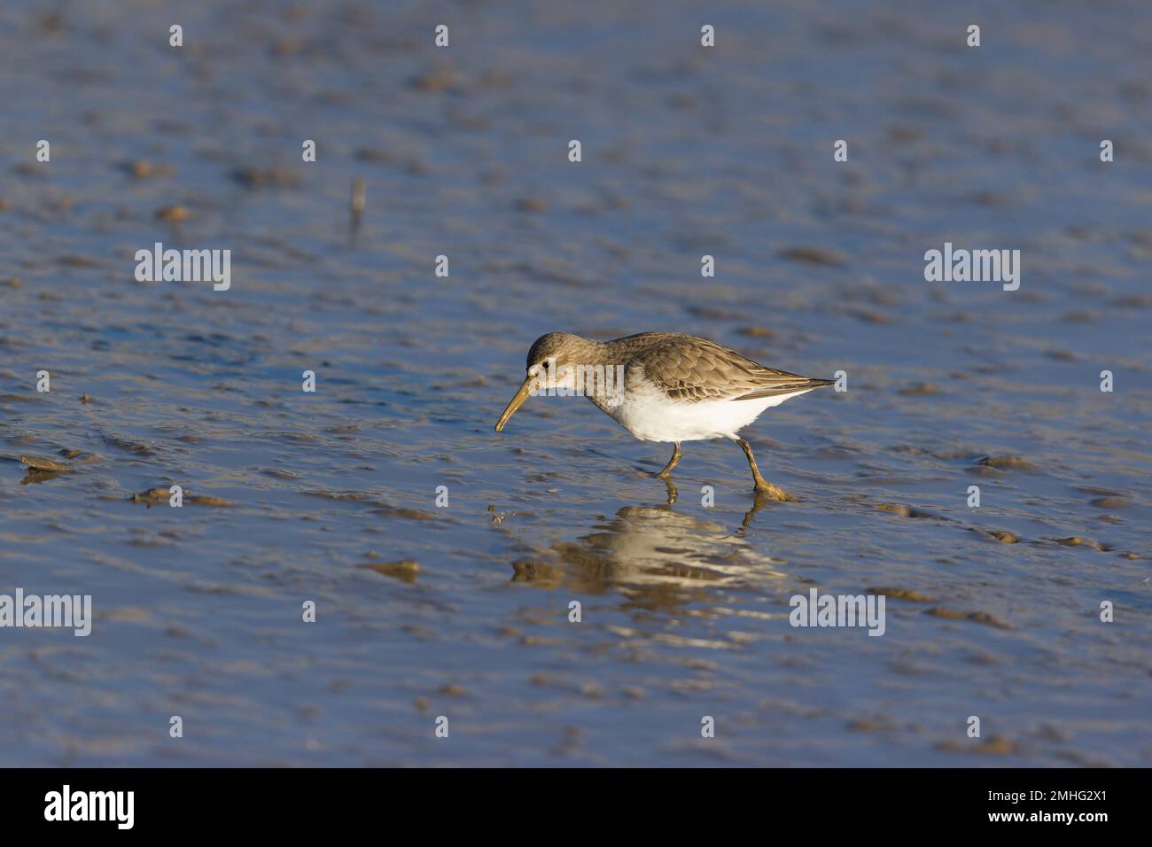 Dunlin Calidris alpina, winter plumage adult walking in mud, Suffolk ...