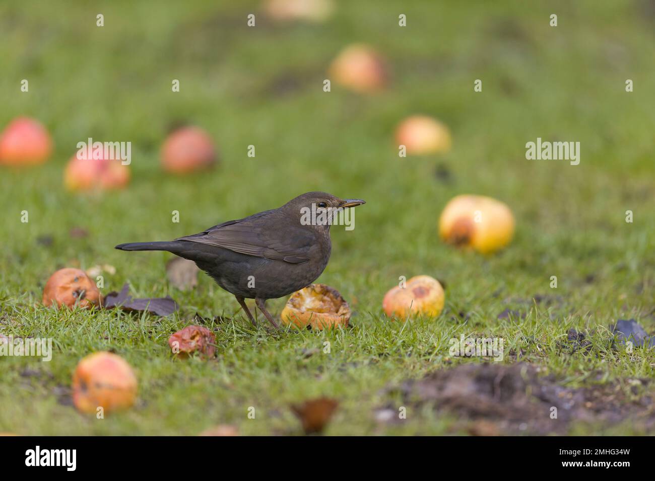 Common blackbird Turdus merula, adult female feeding on apple, Suffolk ...