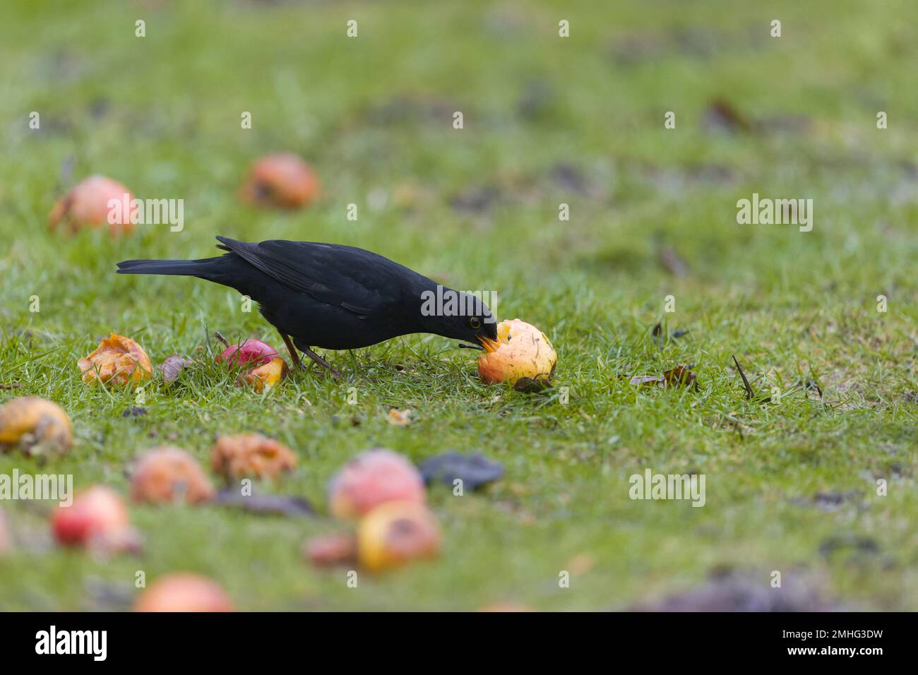 Blackbird eating apple hi-res stock photography and images - Alamy